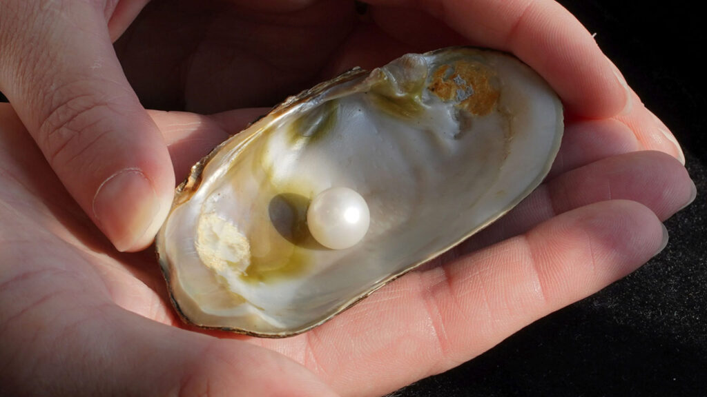 Famous Abernethy Pearl Makes Its Way to the Sale Block