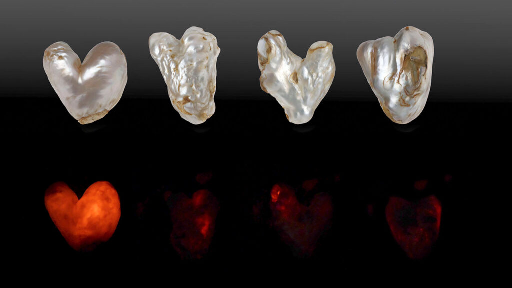 GIA Examines Heart-Shaped Pearls with Unusual Internal Structure